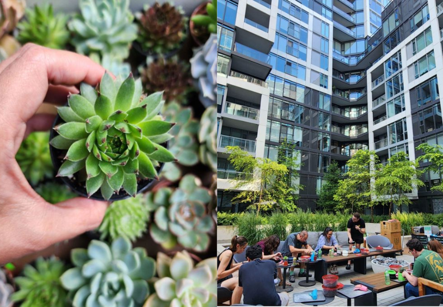 Minto’s Project Grow Green - Blog | LIVE More with Minto