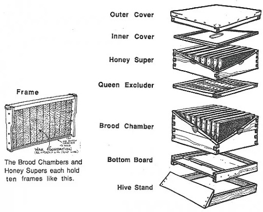 How to harvest honey from a beehive - Blog | LIVE More by Minto