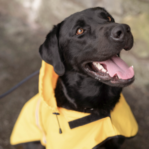 Lonsdale Square - Apartments in Lonsdale, North Vancouver | Minto ...